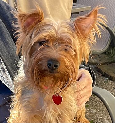 Memphis, TN - Yorkie, Yorkshire Terrier. Meet Wookie a Pet for Adoption ...