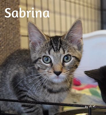 Ocean City, NJ - Domestic Shorthair. Meet Sabrina a Pet for Adoption ...