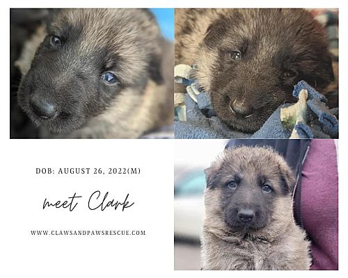 West Branch, MI - German Shepherd Dog. Meet Clark a Pet for Adoption ...
