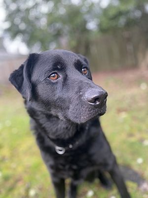 Milwaukie, OR - Labrador Retriever/Australian Shepherd. Meet Shiloh a ...