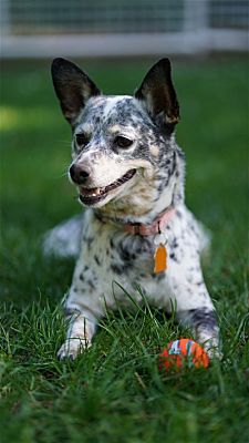 Sunnyvale, CA - Dachshund/Chihuahua. Meet Sadie a Pet for Adoption ...