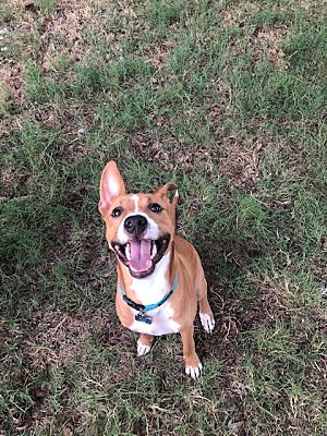 Oklahoma City, OK - Boxer. Meet Bruno a Pet for Adoption - AdoptaPet.com
