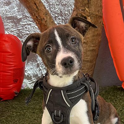 Carlsbad, CA - English Pointer/Beagle. Meet Zach Kornfeld a Pet for ...