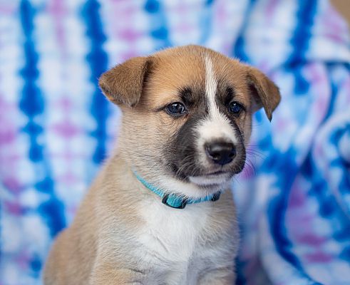Scottsdale, AZ - Siberian Husky/Australian Cattle Dog. Meet Aston a Pet ...