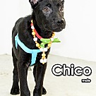 Lab Puppies - Yellow and Black Labrador Retriever Puppies