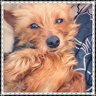 Chesterfield, MI - Yorkie, Yorkshire Terrier. Meet Minnie a Pet for ...