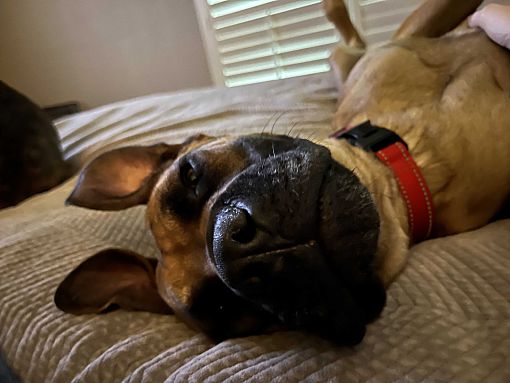 Gainesville, GA - Neapolitan Mastiff/Rottweiler. Meet Tilly a Pet for ...