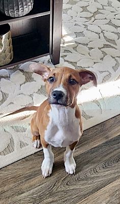 Mooresville, NC - Boxer. Meet Canelo a Pet for Adoption - AdoptaPet.com