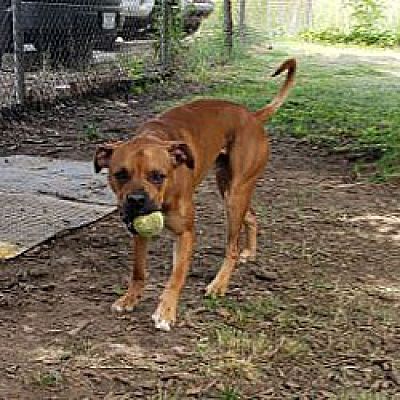 Hartford, CT - Boxer. Meet Zeus a Pet for Adoption - AdoptaPet.com