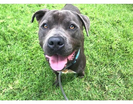 Los Angeles, CA - Mixed Breed (Medium). Meet HANSEL a Pet for Adoption ...