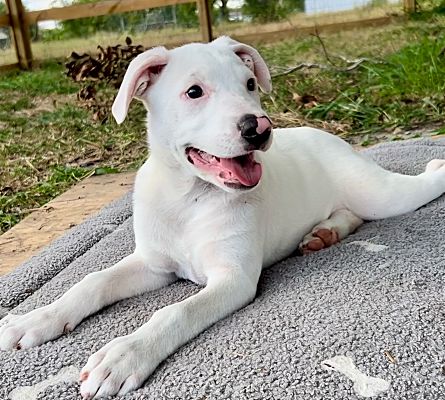 Hartford, CT - Dogo Argentino/Labrador Retriever. Meet Jo-Jo a Pet for ...