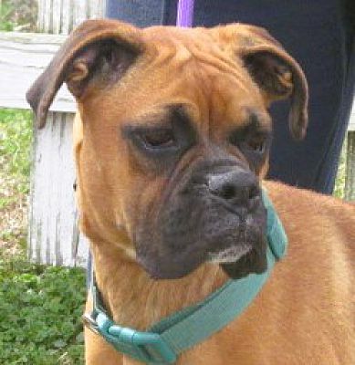 Frederick, MD - Boxer. Meet Adira a Pet for Adoption - AdoptaPet.com