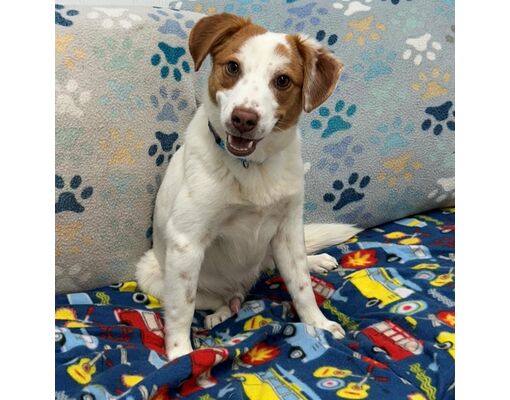 Butler, KY - Brittany. Meet Jake a Pet for Adoption - AdoptaPet.com