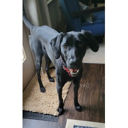 Gainesville, GA - German Shorthaired Pointer/Goldendoodle. Meet Louie a ...