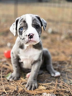 Frederick, MD - Bulldog/Mixed Breed (Medium). Meet Silas (The Vintage ...