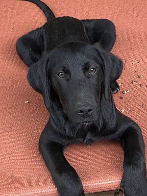 Bolivar, MO - Australian Shepherd/German Shorthaired Pointer. Meet ...