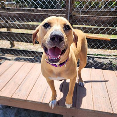 Umatilla, FL - Hound (Unknown Type)/Black Mouth Cur. Meet Reeses *In ...