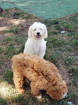 Renton, WA - Bichon Frise. Meet Johnny a Pet for Adoption - AdoptaPet.com