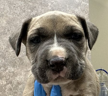 Birmingham, AL - Bulldog. Meet Journey a Pet for Adoption - AdoptaPet.com