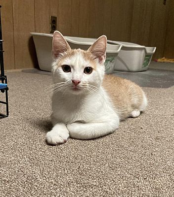 River Edge, NJ - Domestic Shorthair. Meet Rowan a Pet for Adoption ...