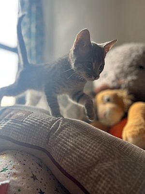 Bronx, NY - American Shorthair. Meet Tofi a Pet for Adoption ...