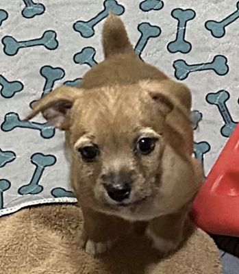 Tulsa, OK - Jack Russell Terrier. Meet Wesley in Tulsa a Pet for ...