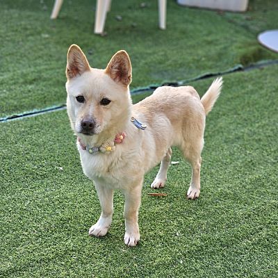 Seattle, WA - Corgi/Jindo. Meet Kei a Pet for Adoption - AdoptaPet.com