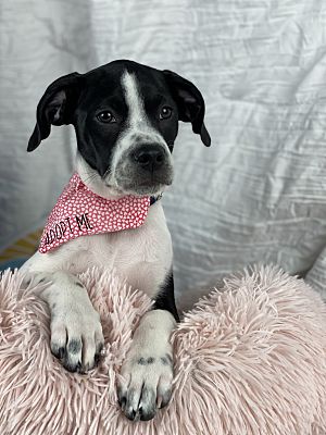Atlanta, GA - Boston Terrier/German Shorthaired Pointer. Meet Siesta a ...