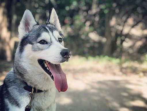 Dayton, OH - Husky. Meet Gaia a Pet for Adoption - AdoptaPet.com