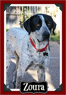 Arlington, TX - English Pointer/Labrador Retriever. Meet Zoura a Pet ...