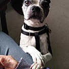 Boston Terrier Puppies - Boston Terrier Rescue and Adoption