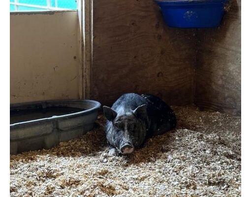 Lacombe, LA - Pig (Farm). Meet A118410 a Pet for Adoption - AdoptaPet.com