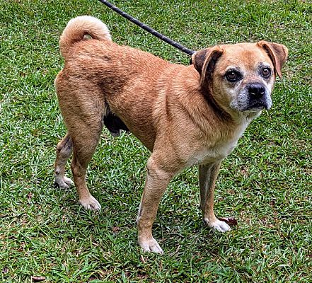 Sautee, GA - Pug/Beagle. Meet Pugs a Pet for Adoption - AdoptaPet.com