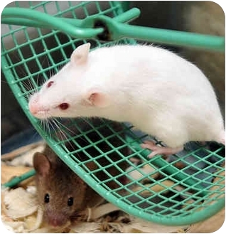 Durham, NC - Mouse. Meet Baby Mice a Pet for Adoption.