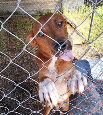 Ellicott City, MD - Redbone Coonhound/Rhodesian Ridgeback. Meet Danner ...