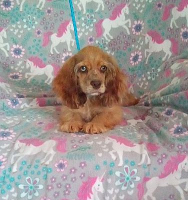 Windsor, MO - Cocker Spaniel. Meet ROXY a Pet for Adoption - AdoptaPet.com