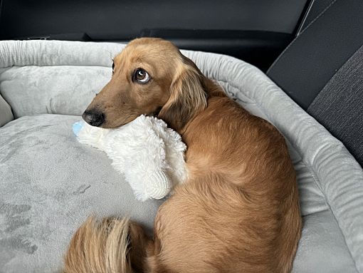 Denton, TX - Dachshund. Meet Maverick a Pet for Adoption - AdoptaPet.com