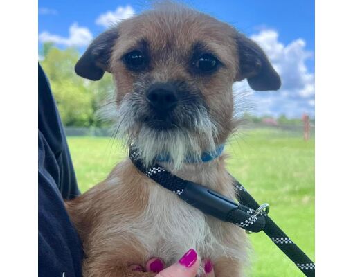 Baton Rouge, LA - Norwich Terrier/Mixed Breed (Small). Meet Benji a Pet ...