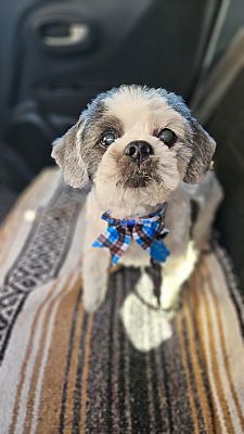 Alma, WI - Shih Tzu. Meet Sammie a Pet for Adoption - AdoptaPet.com