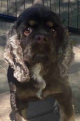 Flushing, NY - Cocker Spaniel. Meet REESE a Pet for Adoption ...