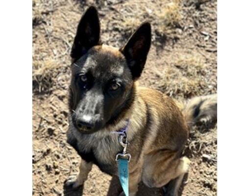 Santa Fe, NM - German Shepherd Dog. Meet RONDA a Pet for Adoption ...