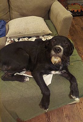 Georgetown, TX - Labradoodle. Meet Remy a Pet for Adoption - AdoptaPet.com