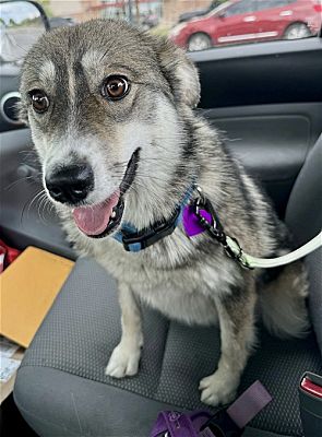 Denver, CO - Husky. Meet Aspen a Pet for Adoption - AdoptaPet.com