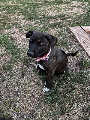 Denver, CO - Labrador Retriever. Meet Sydney a Pet for Adoption ...