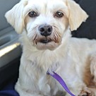 Maltere Puppies - Maltese Rescue and Adoption Near You