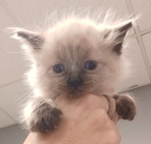 Gulfport, MS - Ragdoll/Domestic Shorthair. Meet SugarCookie a Pet for ...