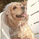 Cocker Spaniel Puppies - Rescue and Adoption Near You