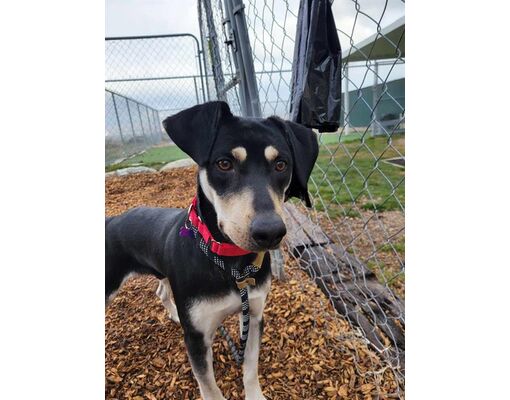 Fruit Heights, UT - Labrador Retriever. Meet ROCKY a Pet for Adoption ...