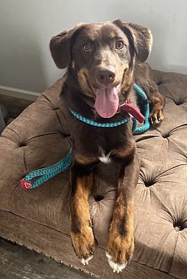 Oxford, MI - Australian Shepherd/Labrador Retriever. Meet delightful ...