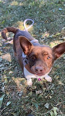 Chico, CA - Chihuahua. Meet Helen a Pet for Adoption - AdoptaPet.com